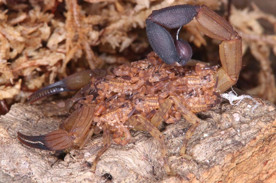 QTArthropodszone (Scorpions Exotic QTVietNam & SpiderHia) . Tityus Smithii