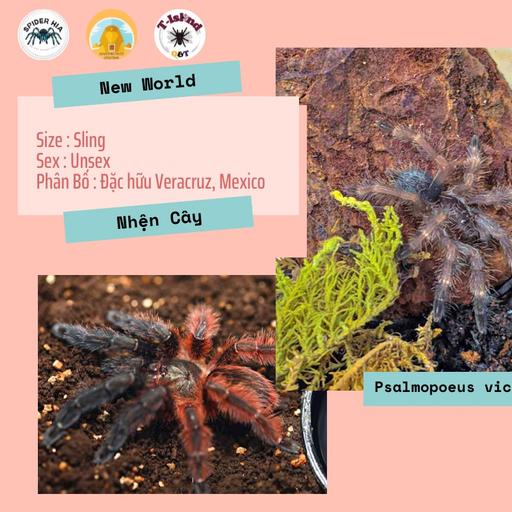 QTArthropodszone (Scorpions Exotic QTVietNam & SpiderHia) . Psalmopoeus ...