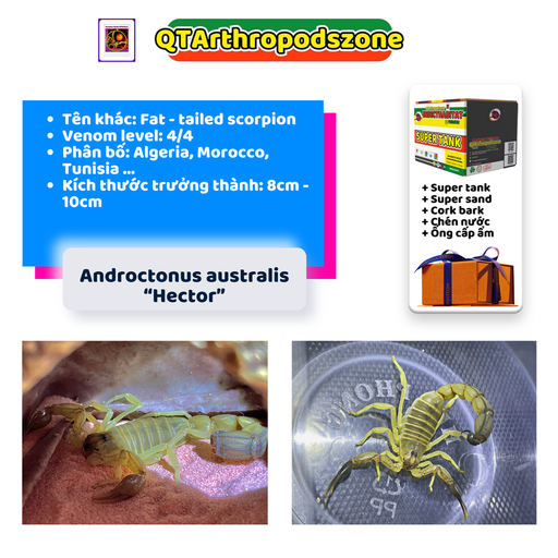 QTArthropodszone (Scorpions Exotic QTVietNam & SpiderHia) . Androctonus ...