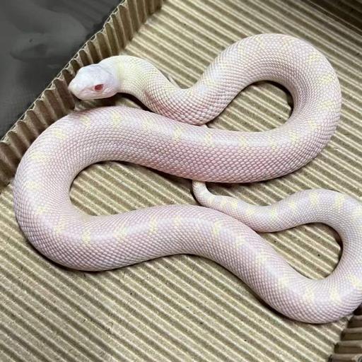 Real Snakes . False Snow ( Albino ivory )