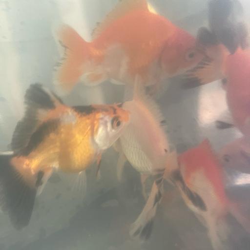 Tí Aqua Shop . Oranda mini calico